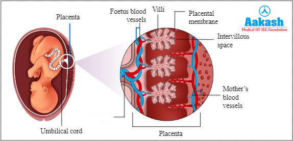 Pregnancy Test, Practice Problems and FAQs in Biology: Definition ...