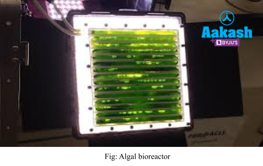 Alternation of Generations in Algae, Classification & Chlorophyceae ...