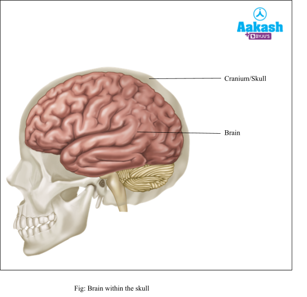 Central Neural System: Brain, Overview & Spinal Cord | AESL