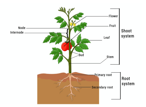 What Are The Important Topics In Morphology Of Flowering Plants What Are The Important Topics In Morphology Of Flowering Plants