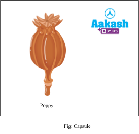 Fruit: Types, Parts, Pericarp, Seed & Simple Fruit | AESL