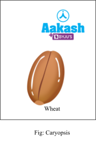 Fruit: Types, Parts, Pericarp, Seed & Simple Fruit | AESL