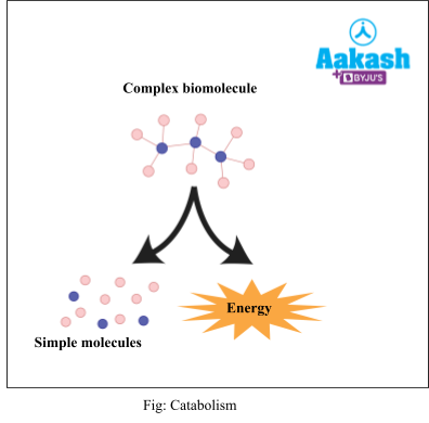 Dynamic State of Body Constituents: Metabolism & Metabolic Pathways | AESL