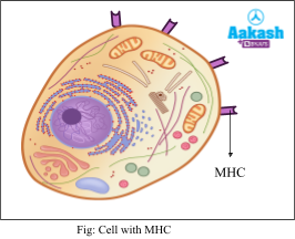 Acquired immunity: Definiton, Types of Immunity and Practice Questions ...