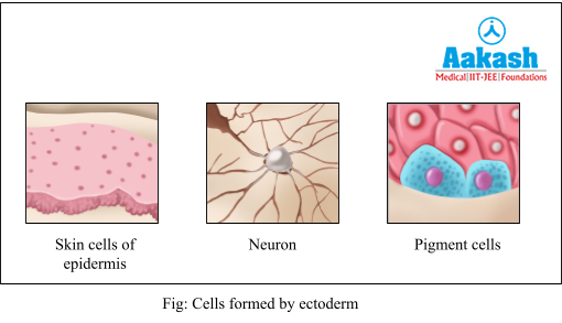 Pregnancy and Embryonic Development: Gastrulation, Ectoderm ...