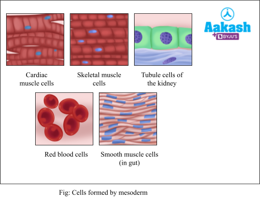 Pregnancy and Embryonic Development: Gastrulation, Ectoderm ...