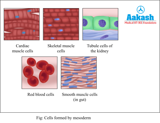 Pregnancy and Embryonic Development: Gastrulation, Ectoderm ...