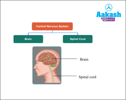 Central Neural System: Brain, Overview & Spinal Cord | AESL