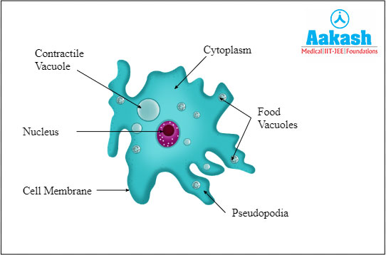 Labelled Diagram Of Vacuoles 2.3 Eukaryotic Cells | BioNinja