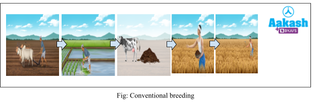 Plant Breeding: Definition, Steps, Methods & Parbhani Kranti | AESL