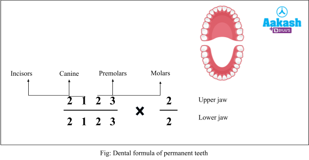 Buccal cavity: Structure, Diagram, Role of Digestion & Deglutition | AESL