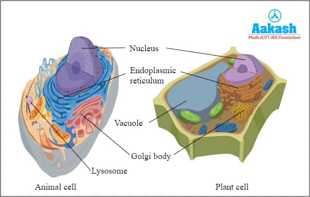 Vacuole In A Cell