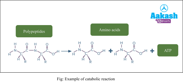 Dynamic State of Body Constituents: Metabolism & Metabolic Pathways | AESL