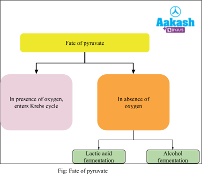 Glycolysis: Definiton, Overview, Steps, Energetics and Glycolysis ...