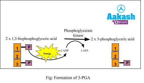 Glycolysis: Definiton, Overview, Steps, Energetics and Glycolysis ...