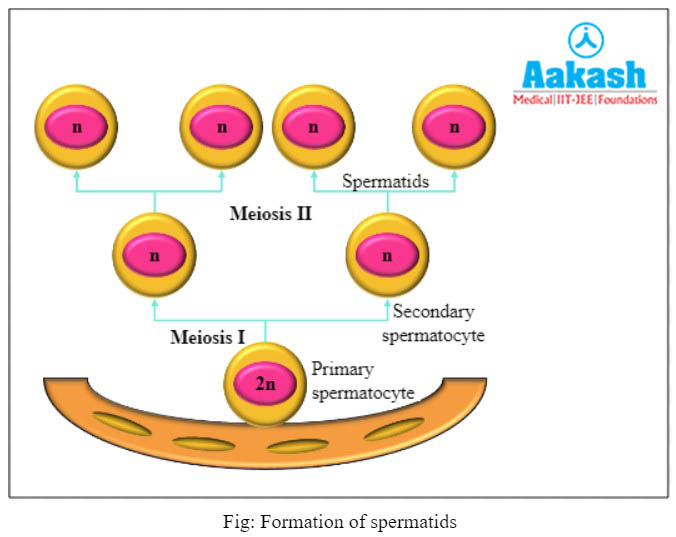 Spermatogenesis Definition, Stages & Gametogenesis Types | AESL