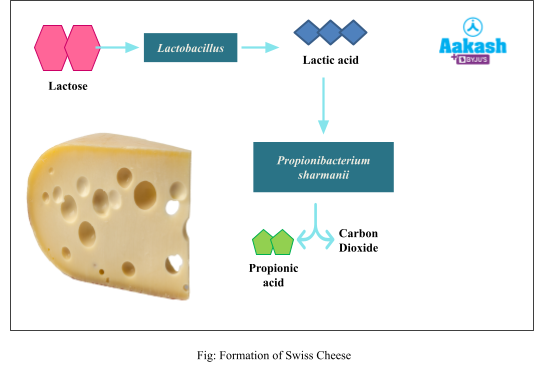 Bacteria & Fungi in Household Products | AESL