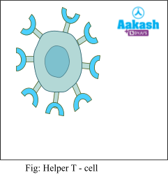 Acquired immunity: Definiton, Types of Immunity and Practice Questions ...