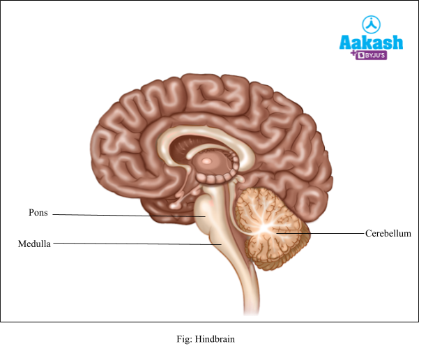Central Neural System: Brain, Overview & Spinal Cord | AESL