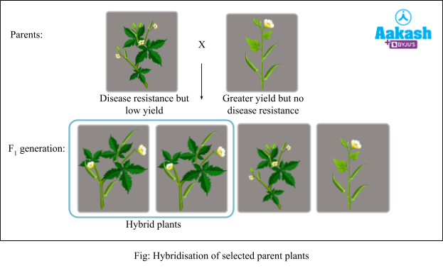 Plant Breeding: Definition, Steps, Methods & Parbhani Kranti | AESL