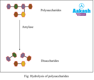 Buccal cavity: Structure, Diagram, Role of Digestion & Deglutition | AESL