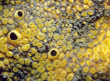 Cliona in Biology: Definition, Types and Importance | AESL