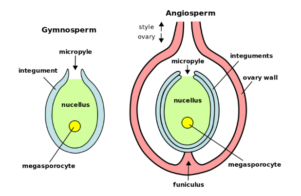 Difference Between Integument And Testa in Biology: Definition, Types ...