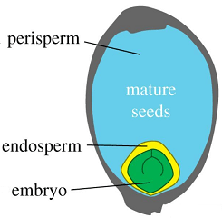 Difference Between Perisperm And Endosperm in Biology: Definition ...