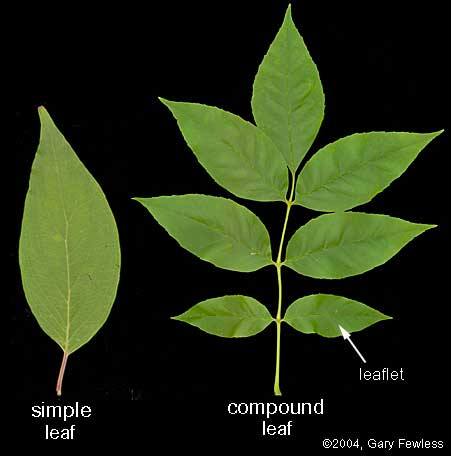 Difference Between Simple And Compound Leaves in Biology: Definition ...