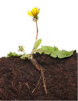 Tap Root and Fibrous Root: Definition and Differences in Biology ...