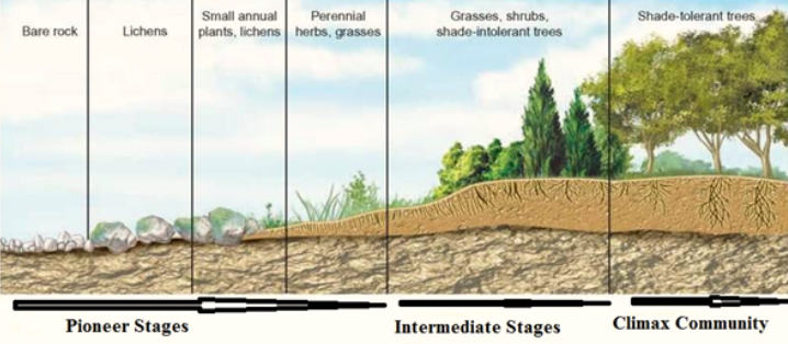 Ecological Succession in Biology: Definition, Types and Importance | AESL