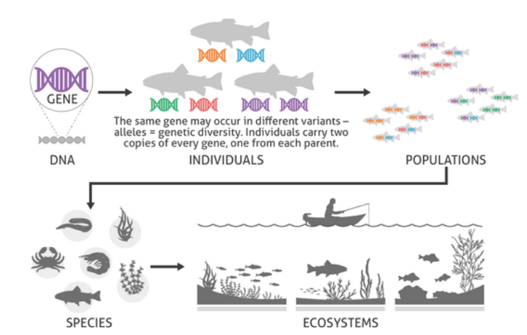Genetic Diversity in Biology: Definition, Types and Importance | AESL