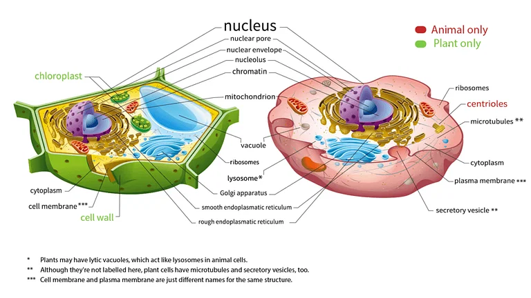 Cell - The Unit Of Life in Biology: Definition, Types and Importance | AESL
