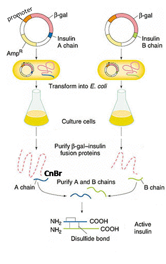Application Of Biotechnology | AESL