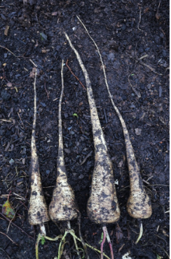 Tap Root and Fibrous Root: Definition and Differences in Biology ...