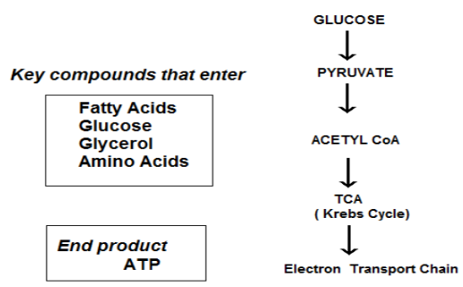 Biochemical pathways: Definition, Types, Examples. | AESL