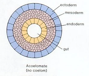 Coelom in Biology: Definition, Types and Importance | AESL