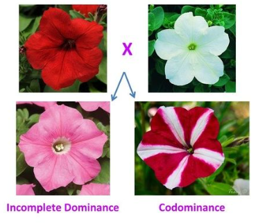 Difference Between Heredity And Inheritance in Biology: Definition ...