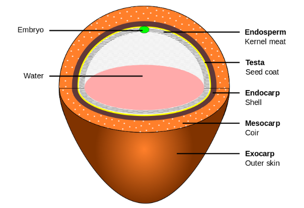 Difference Between Integument And Testa in Biology: Definition, Types ...