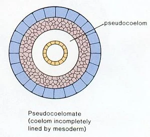 Coelom in Biology: Definition, Types and Importance | AESL