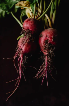 Tap Root and Fibrous Root: Definition and Differences in Biology ...