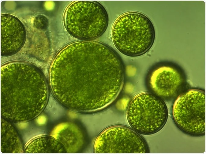 Difference Between Monera And Protista in Biology: Definition, Types ...