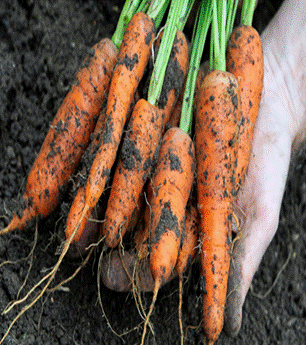 Tap Root and Fibrous Root: Definition and Differences in Biology ...