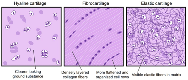 Connective Tissue in Biology: Definition, Types and Importance | AESL