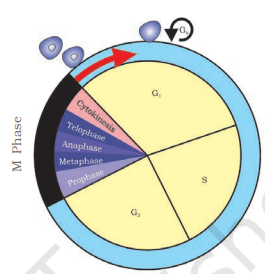 Cell Cycle Interphase Diagram