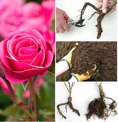 Tap Root and Fibrous Root: Definition and Differences in Biology ...