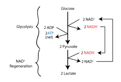 Fermentation Process in Chemistry: Definition, Types and Importance | AESL
