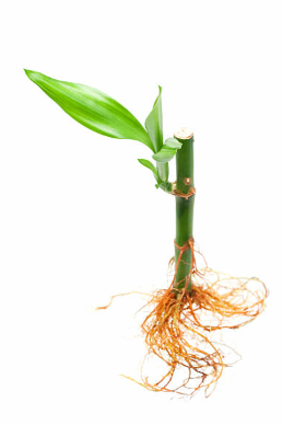 Tap Root and Fibrous Root: Definition and Differences in Biology ...