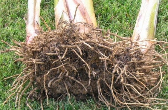 Tap Root and Fibrous Root: Definition and Differences in Biology ...