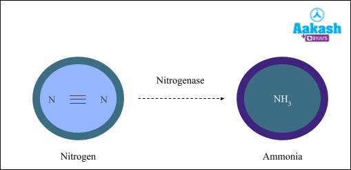Nitrogen Cycle Diagram, Nitrogen Fixation, Nitrification ...